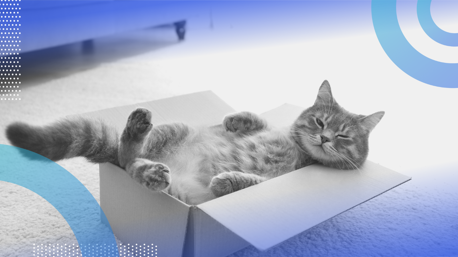 Cat Dead End Structure